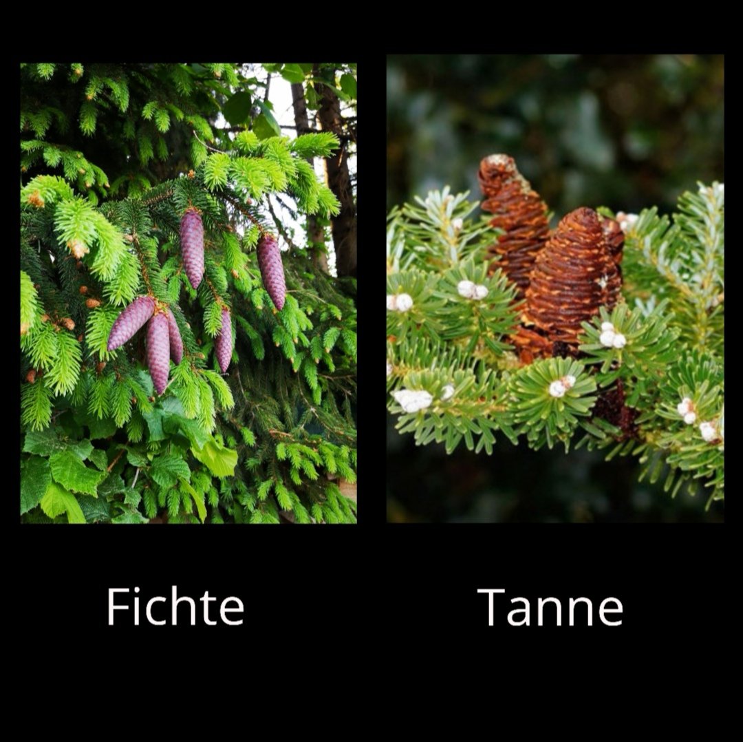 Warum Sind Fichte So Giftig _ Baumpilze: Warum sie wichtig für das ...